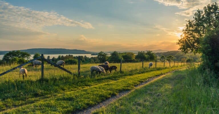 Agricultural Tenancies Act 1995 - Moore Barlow LLP